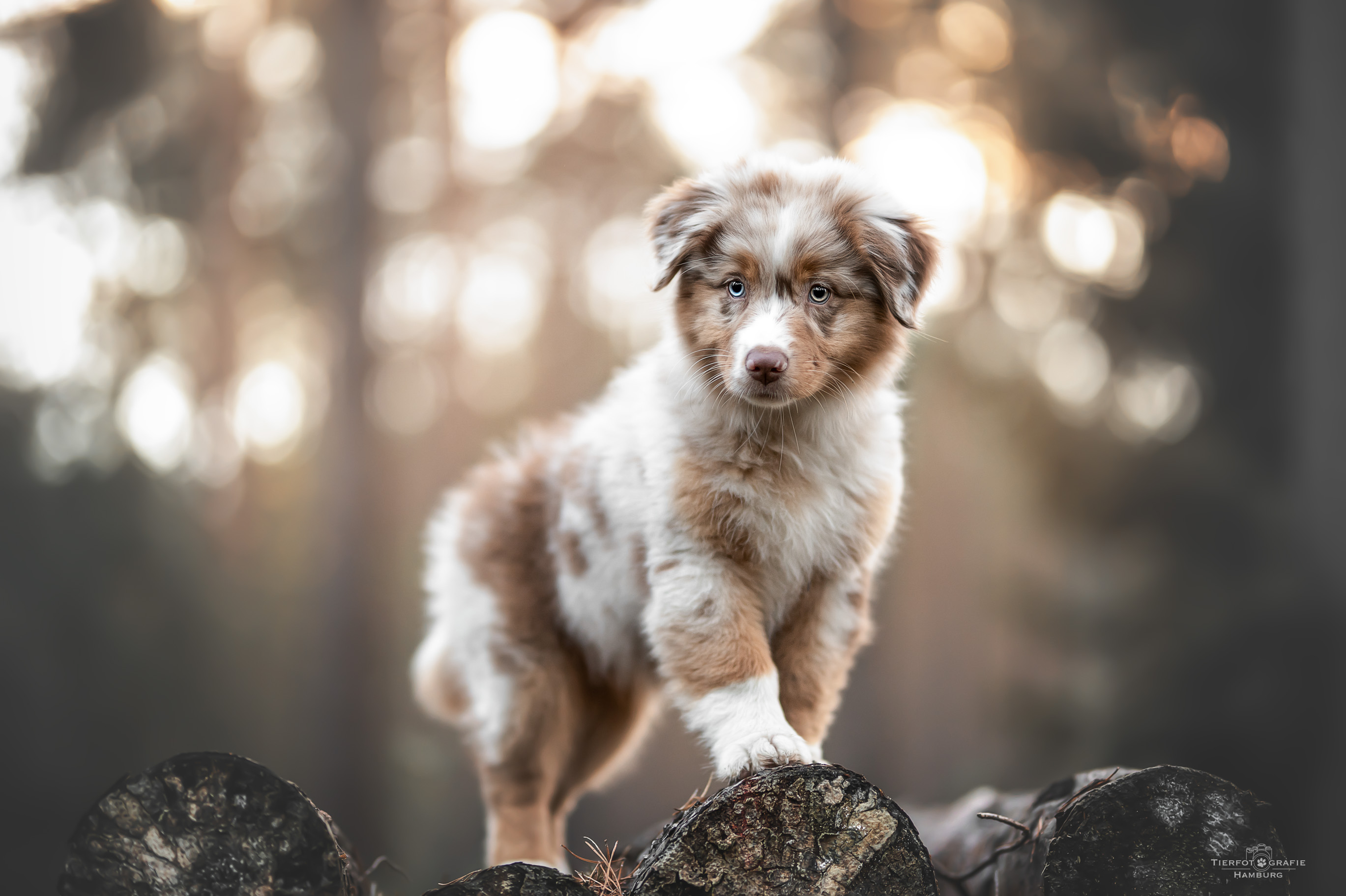 Galerie Hundefotografie - TIERFOTOGRAFIE HAMBURG